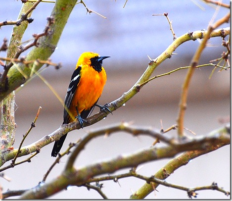 Sycamore Canyon Birds